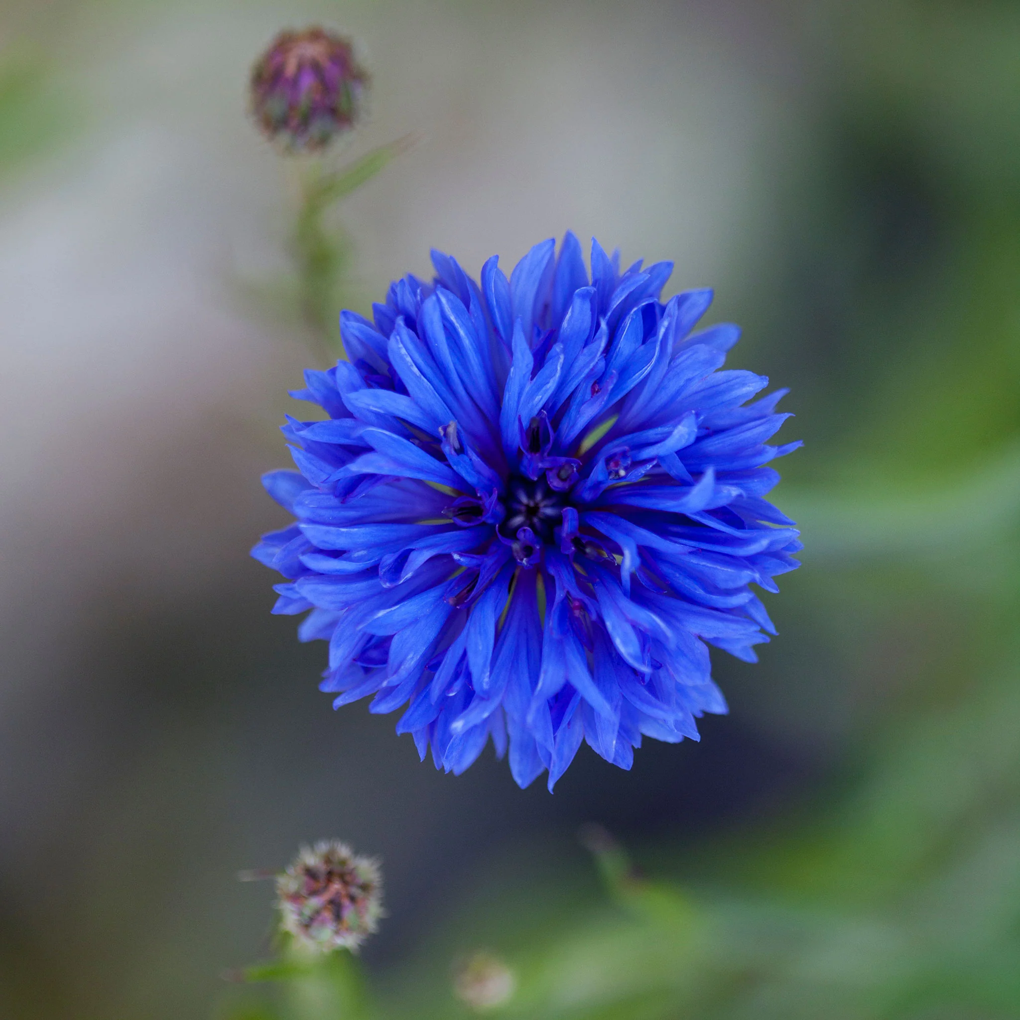 Artificial Cornflower Blue: Elevating Indoor and Outdoor Decor - Garden ...