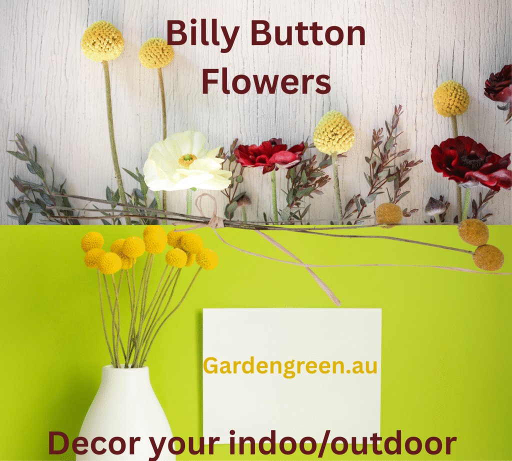 Billy Button Flowers: Bringing Matchless Elegance to Your Space ...