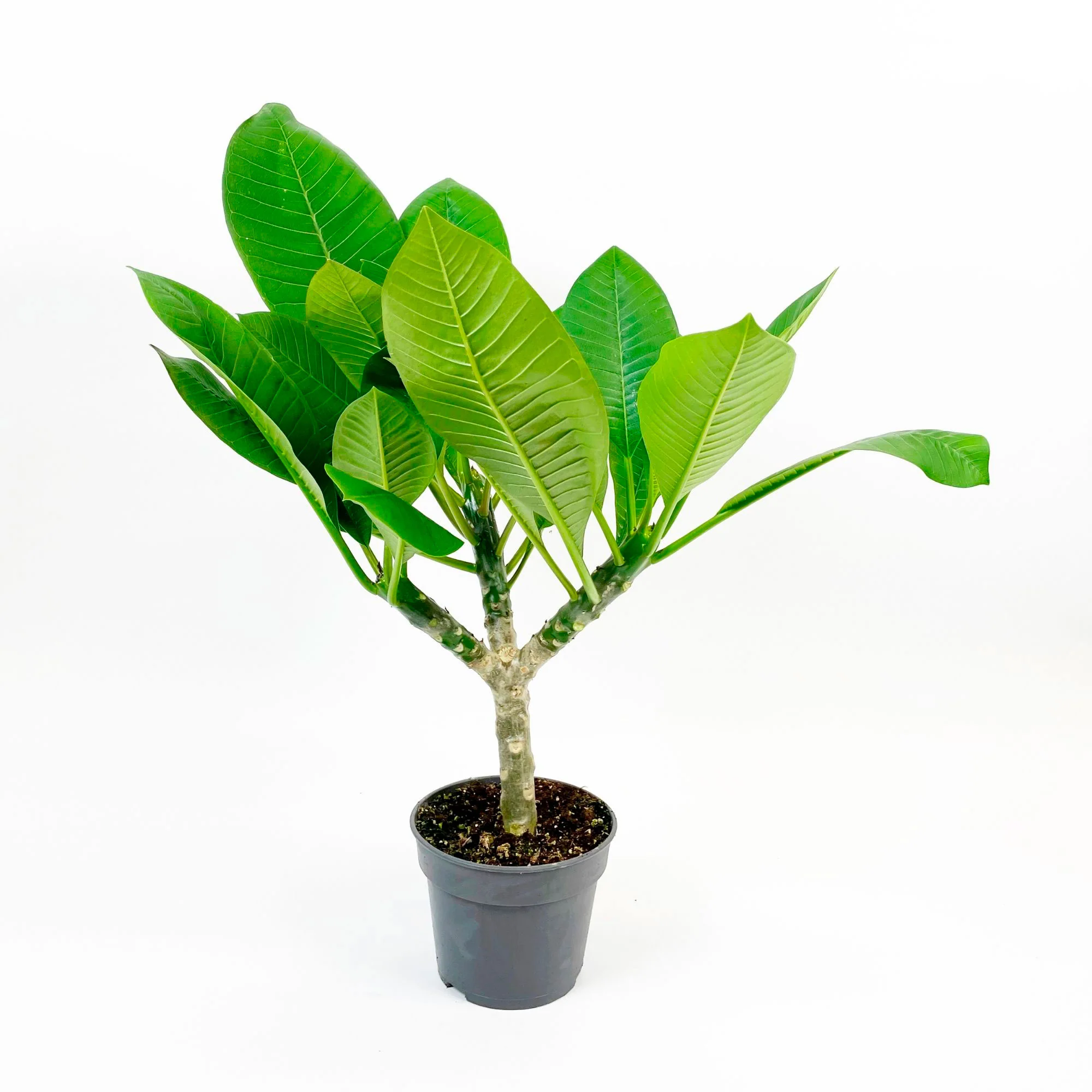 Frangipani Tree: Top Ideas to decor your indoors/outdoors - Garden ...