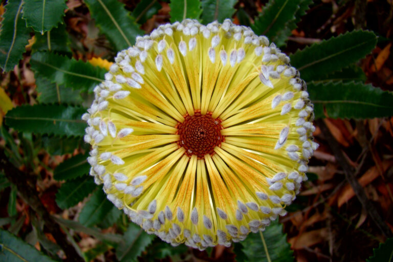 Banksia Plants: Why Are My Favorite, a Comprehensive guide - Garden ...