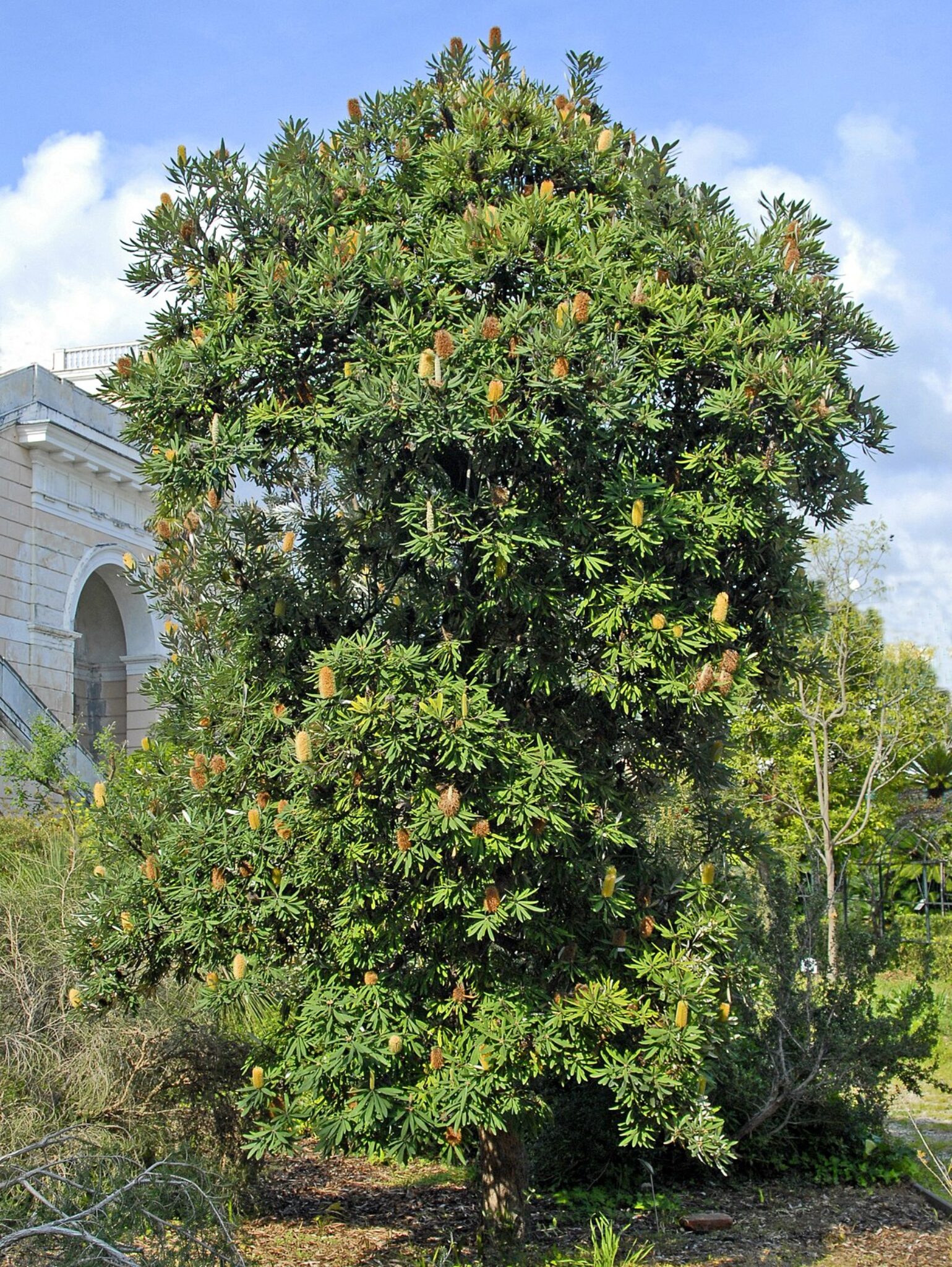 Banksia Plants: Why Are My Favorite, a Comprehensive guide - Garden ...