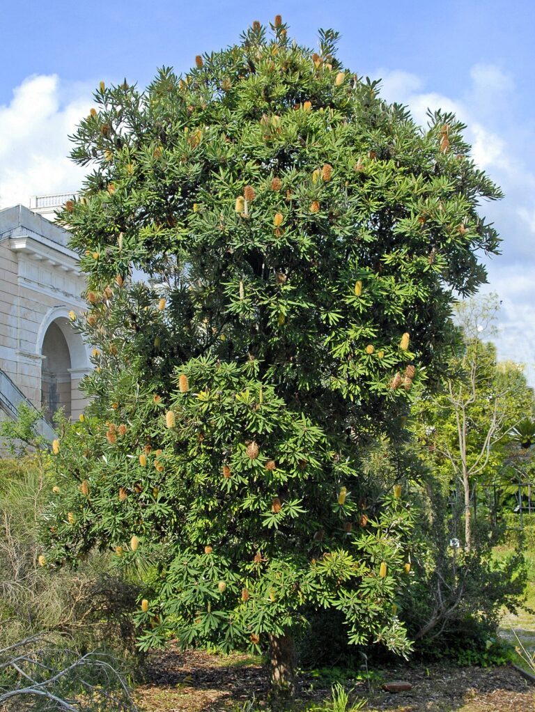 Banksia Plants: Why Are My Favorite, a Comprehensive guide - Garden ...