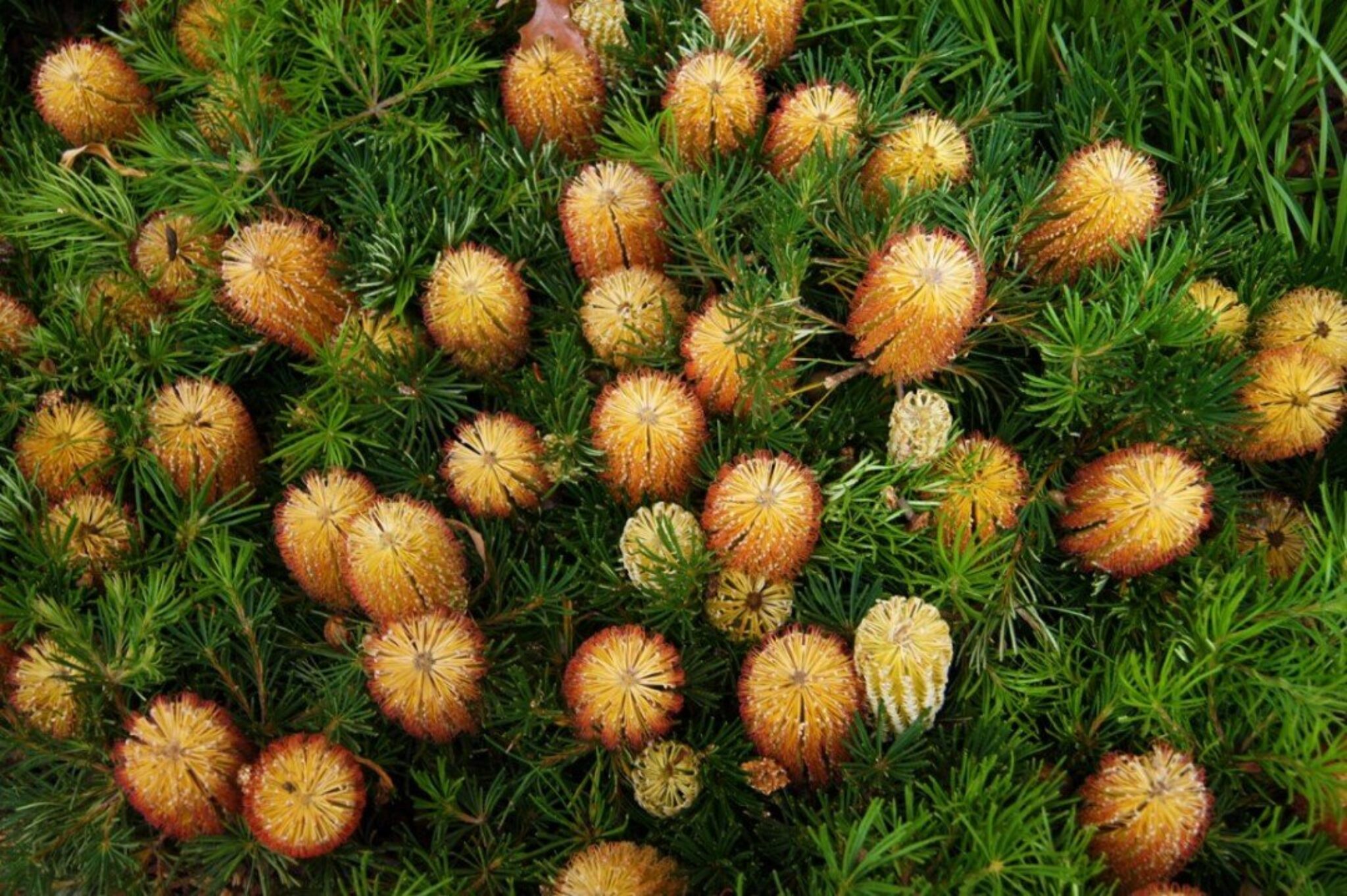 Small Banksias for Tiny Gardens & Pots: Easy-Care Australian guide 2025 ...