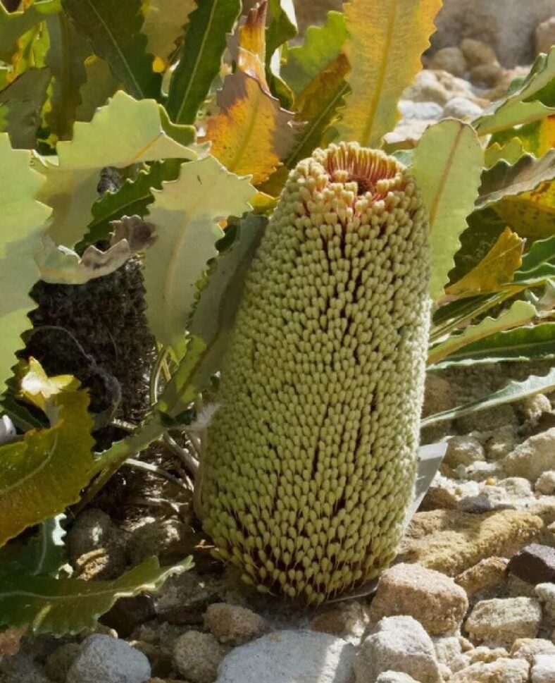 Best Small Banksias for Pots & Tiny Gardens in Australia - Garden Green ...