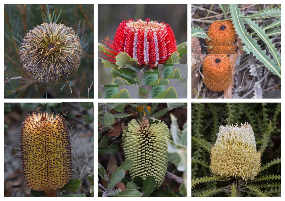 Banksia vs Grevillea Care: Which Native Plant is Better for Australian ...