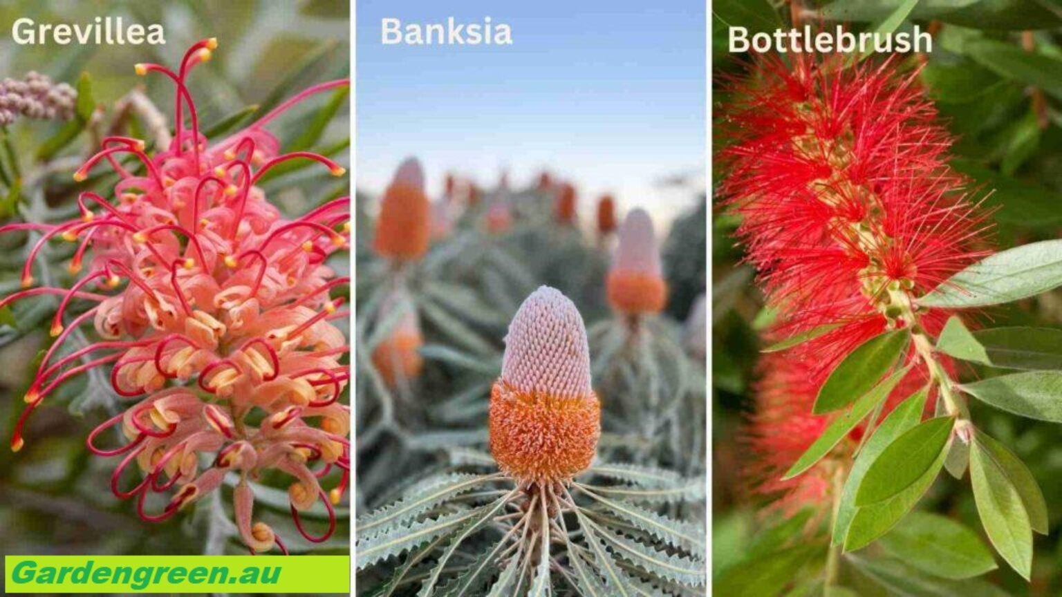 Banksia vs Grevillea Care: Which Native Plant is Better for Australian ...