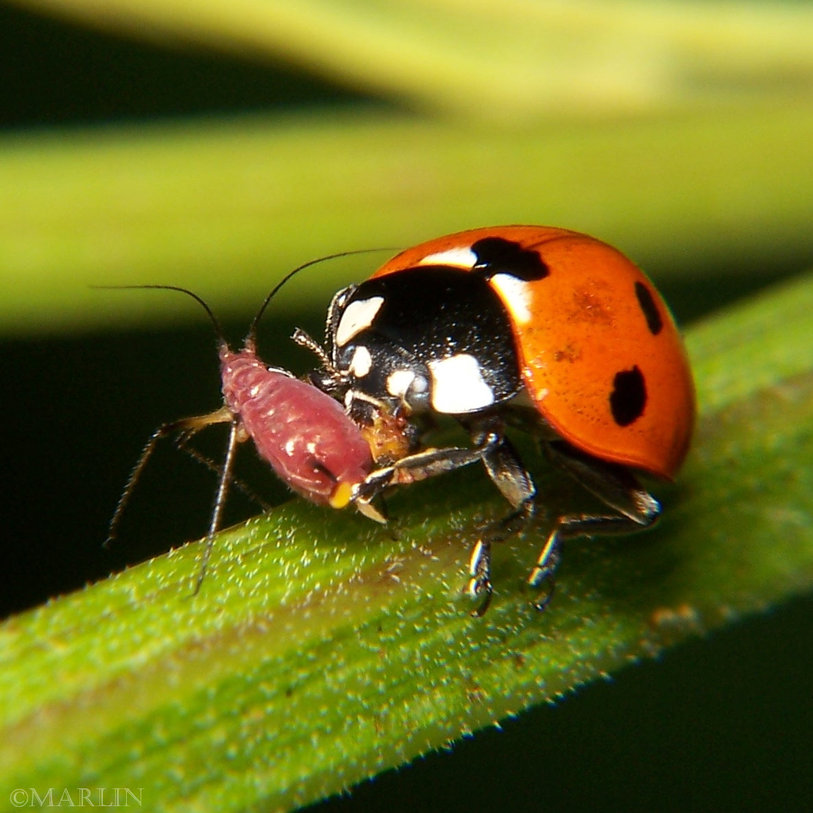 Banksia and Grevillea Pests: How to Spot and Stop Them Naturally + Pet ...