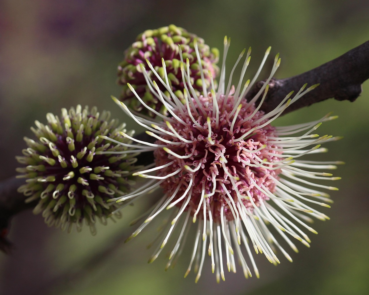 Hakea Laurina Care in Australia: The Complete Growing & Landscaping ...