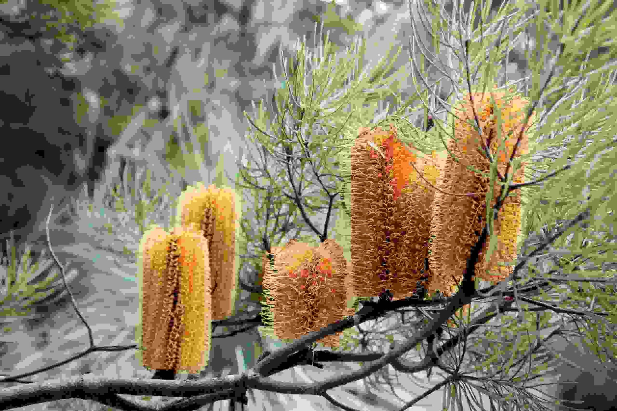Best Small Banksias for Pots & Tiny Gardens in Australia - Garden Green ...
