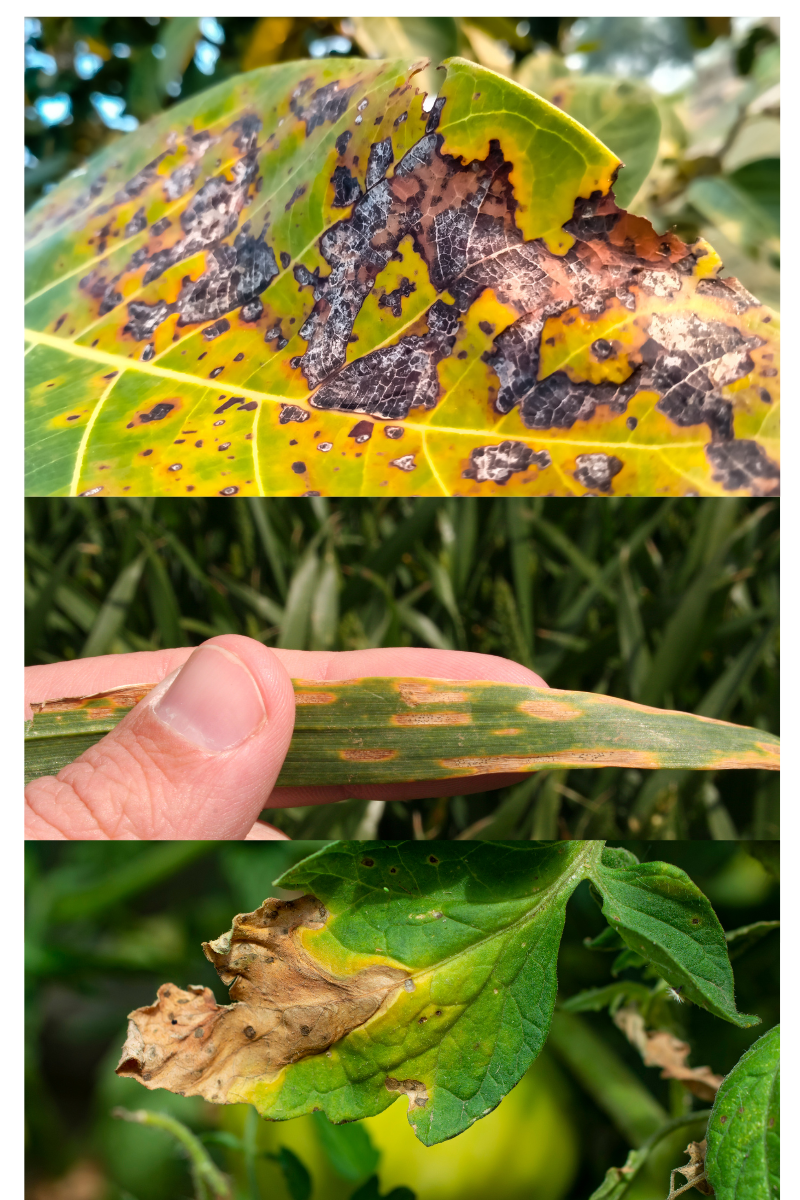 Common Hakea Laurina Problems in Australia How to Fix Yellow Leaves ...