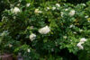 Murraya Hedges in Australia: Best Varieties, Growing Tips & Care Guide ...