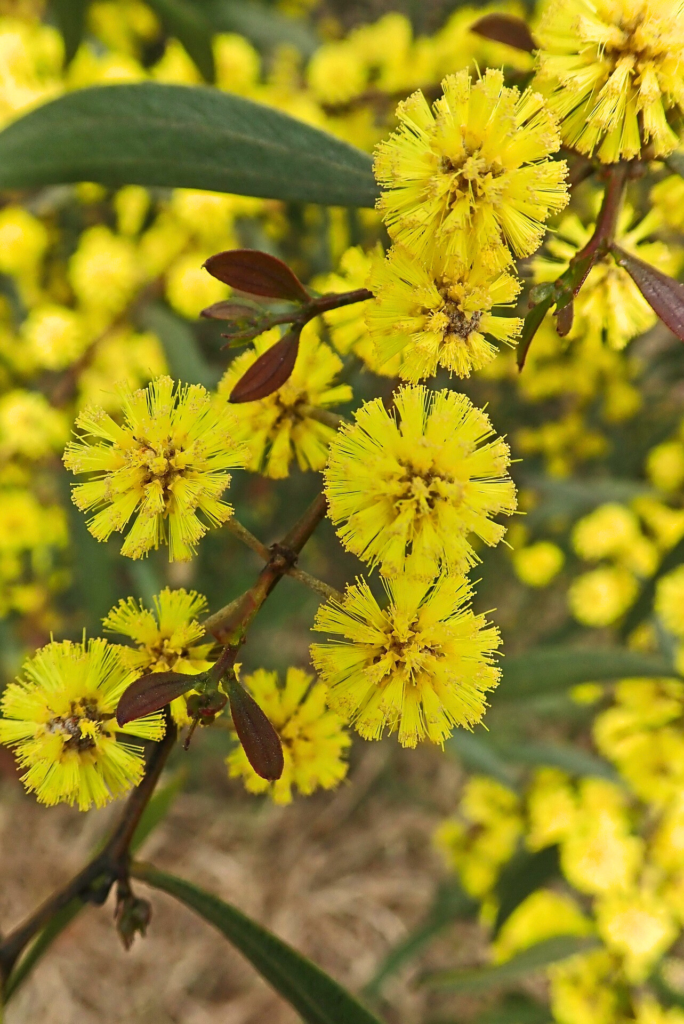 Australian Native Flowers – Complete Guide for Aussie Gardeners (2026 ...