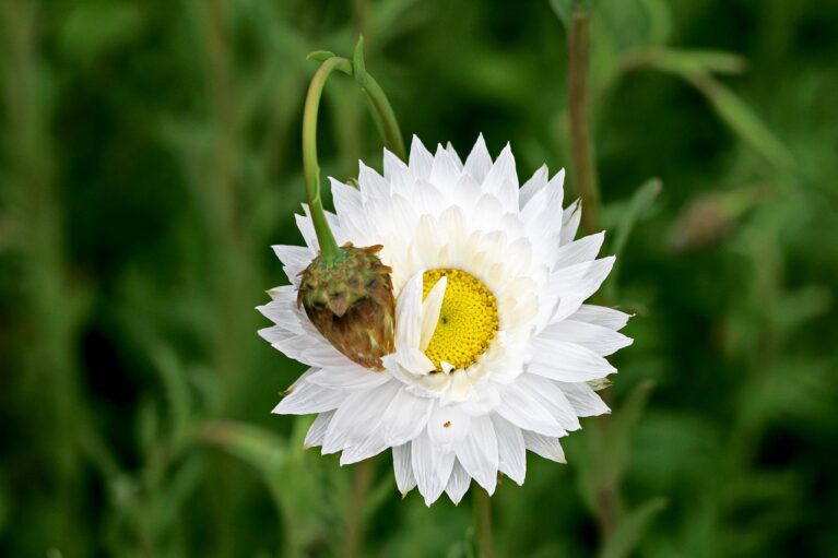 Paper Daisy Australia 2025: The Ultimate Guide to Growing, Exploring ...