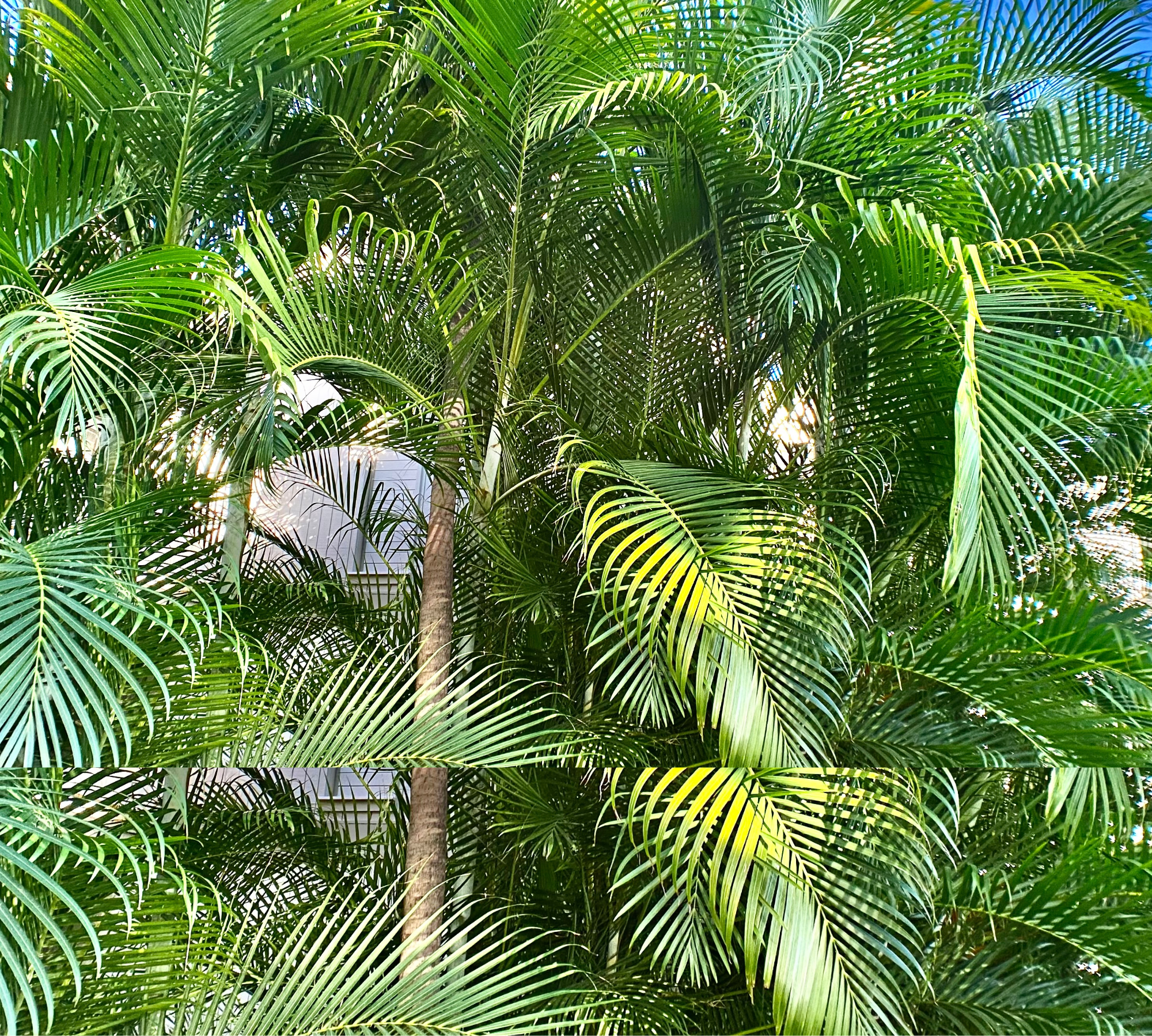 Golden Cane Palm Hedge: The Ultimate Australian Privacy Guide - Garden ...