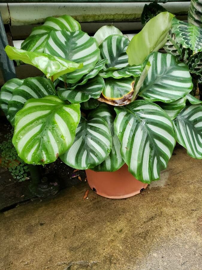 Calathea Australia Guide 2025: Expert Growing, Care guide & tips ...