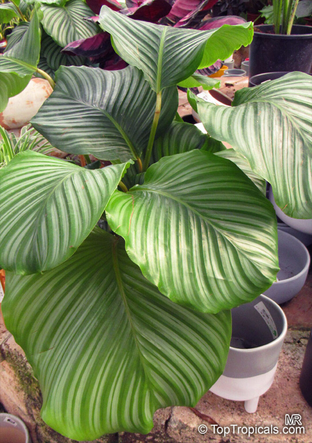 Calathea Yellow Leaves in Australia: Causes & Easy Fixes, guide ...