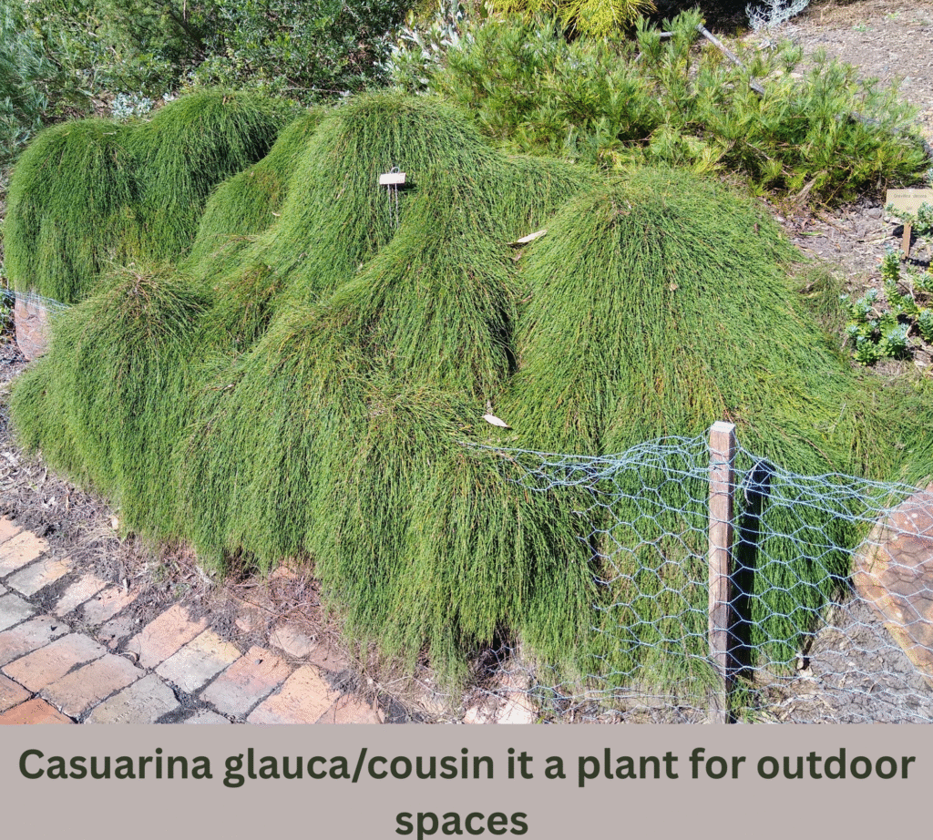 Cousin It Plant in Australia: Grow, Care tips & Landscape Guide ...