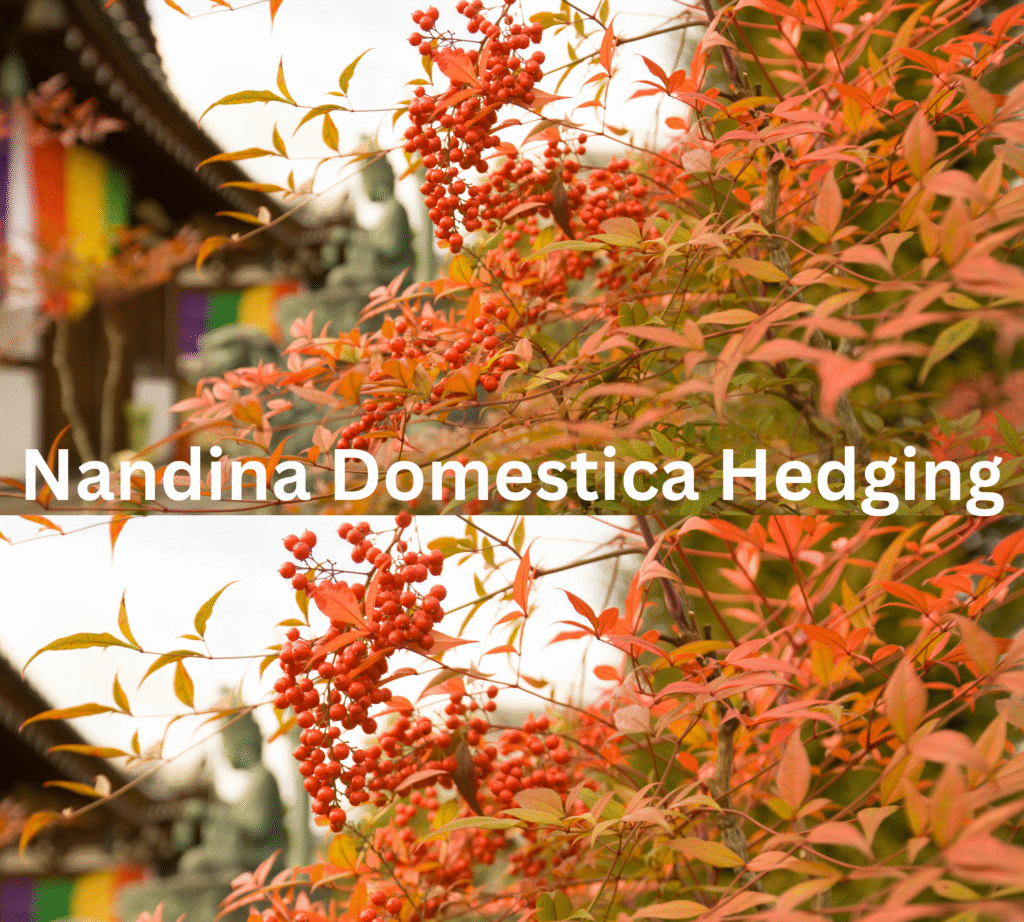 Nandina Domestica Hedging Ideas, Privacy Australian guide 2025 - Garden Green Australia - Stay ...