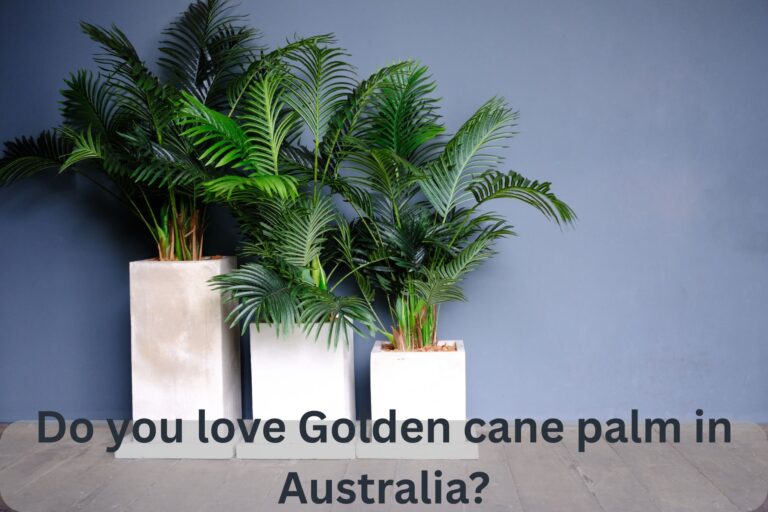 Where to Plant Golden Cane Palm in Australia: Sun, Soil & Spacing Guide ...