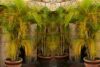 Where to Plant Golden Cane Palm in Australia: Sun, Soil & Spacing Guide ...